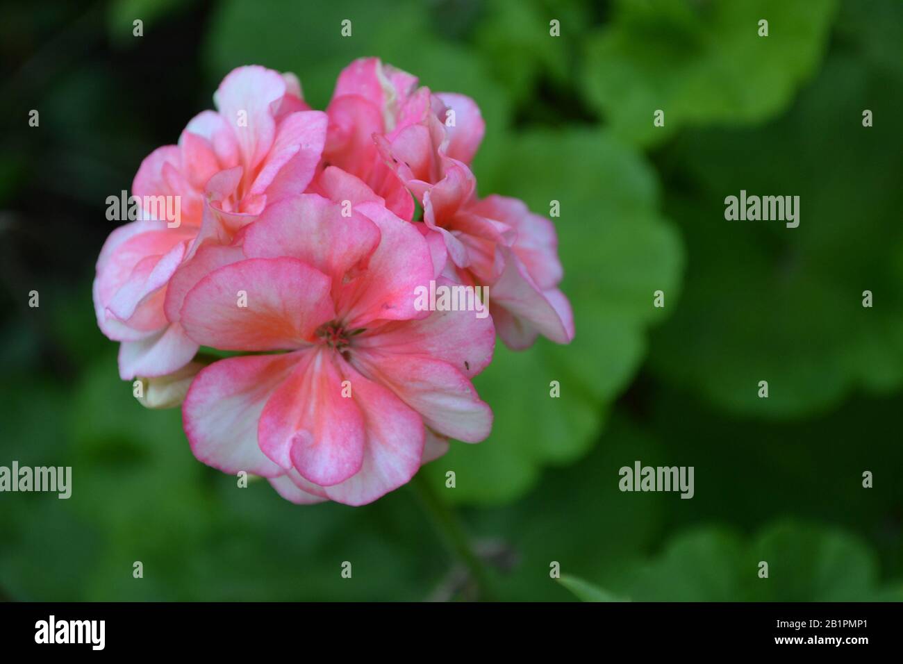 Geranium pink. Grade Appleblossom Rosebud. Pelargonium. Flowerbed ...
