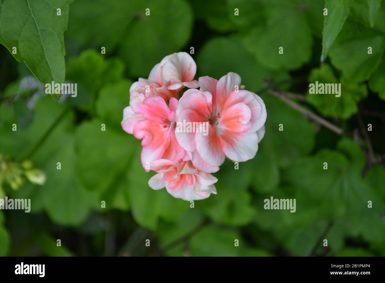 Geranium pink. Grade Appleblossom Rosebud. Pelargonium. Flowerbed ...