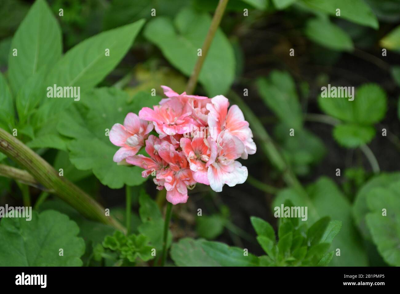 Geranium pink. Grade Appleblossom Rosebud. Pelargonium. Flowerbed ...