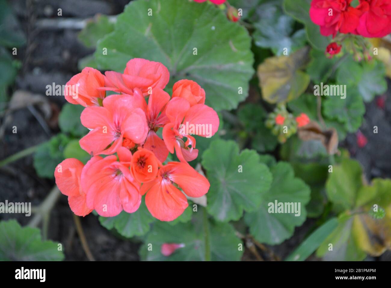 Pelargonium. Geranium coral red. Flowerbed. Garden. Beautiful ...
