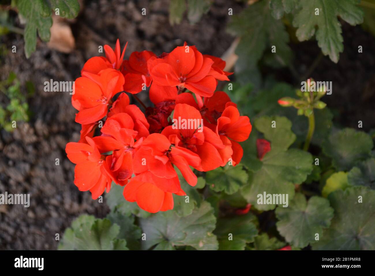 Pelargonium. Geranium red. Flowerbed. Garden. Horizontal Stock Photo ...