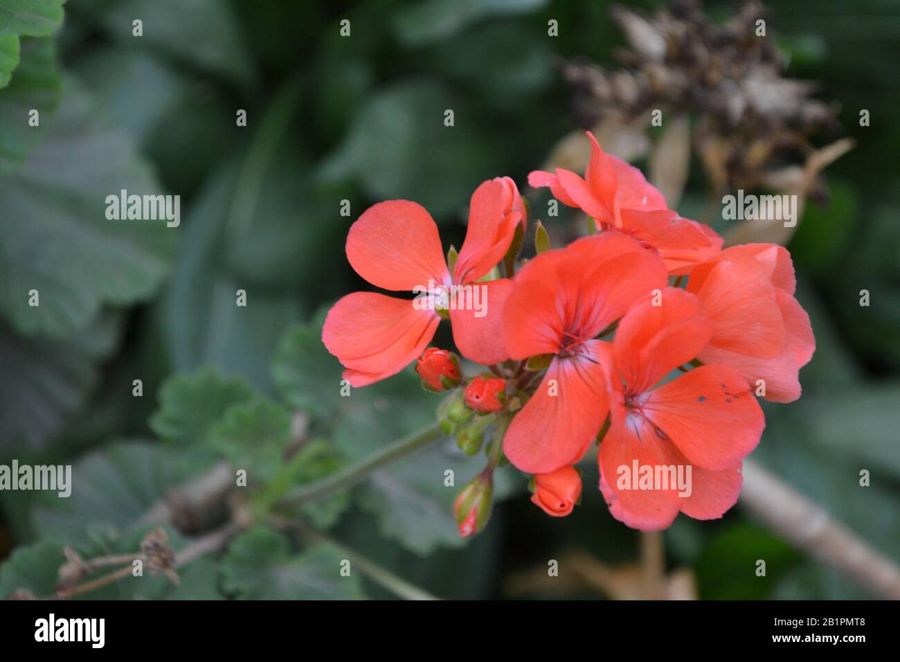 Pelargonium. Geranium coral red. Flowerbed. Garden plants. Beautiful ...
