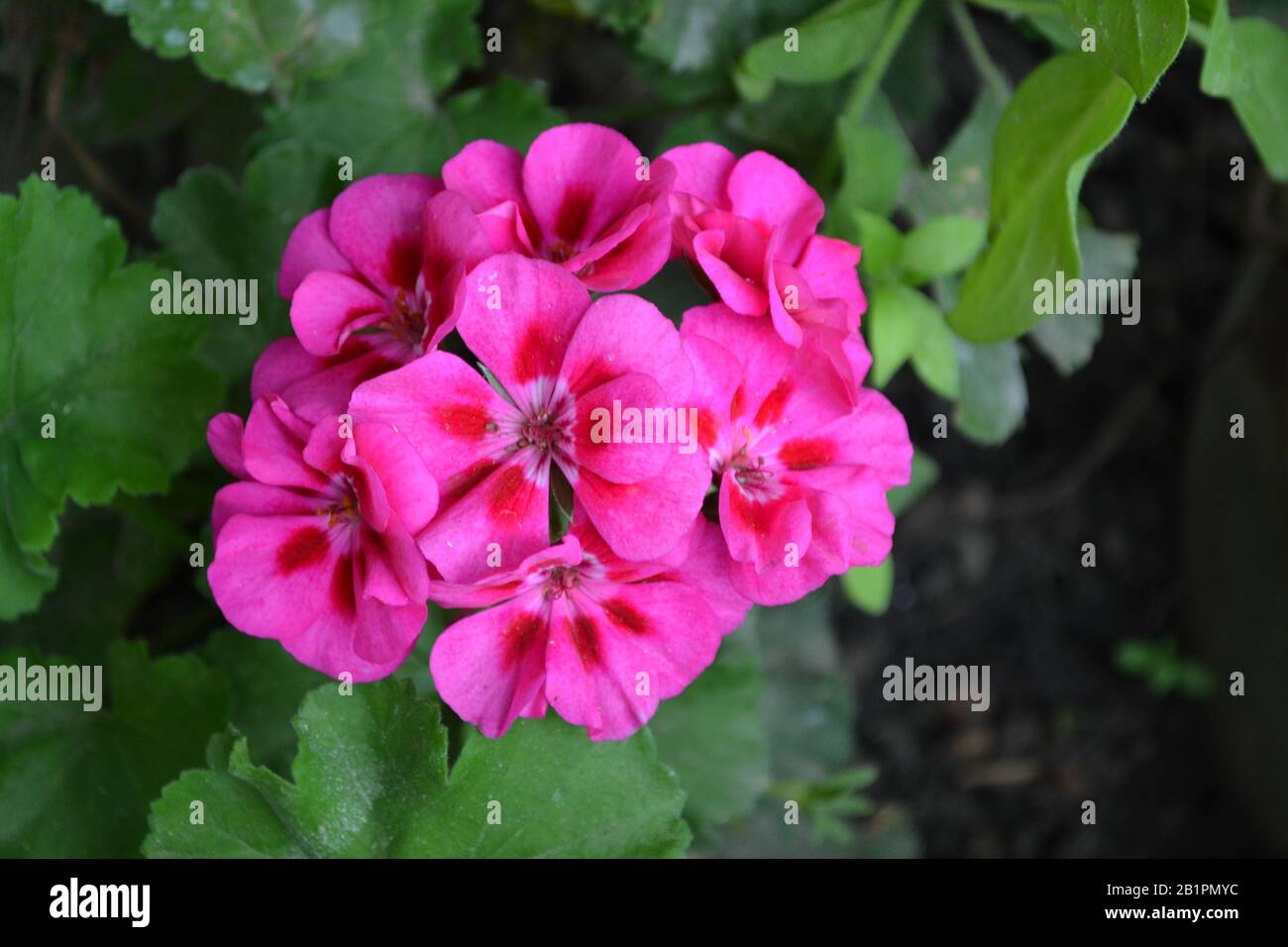 Pelargonium crimson unique hi-res stock photography and images - Alamy