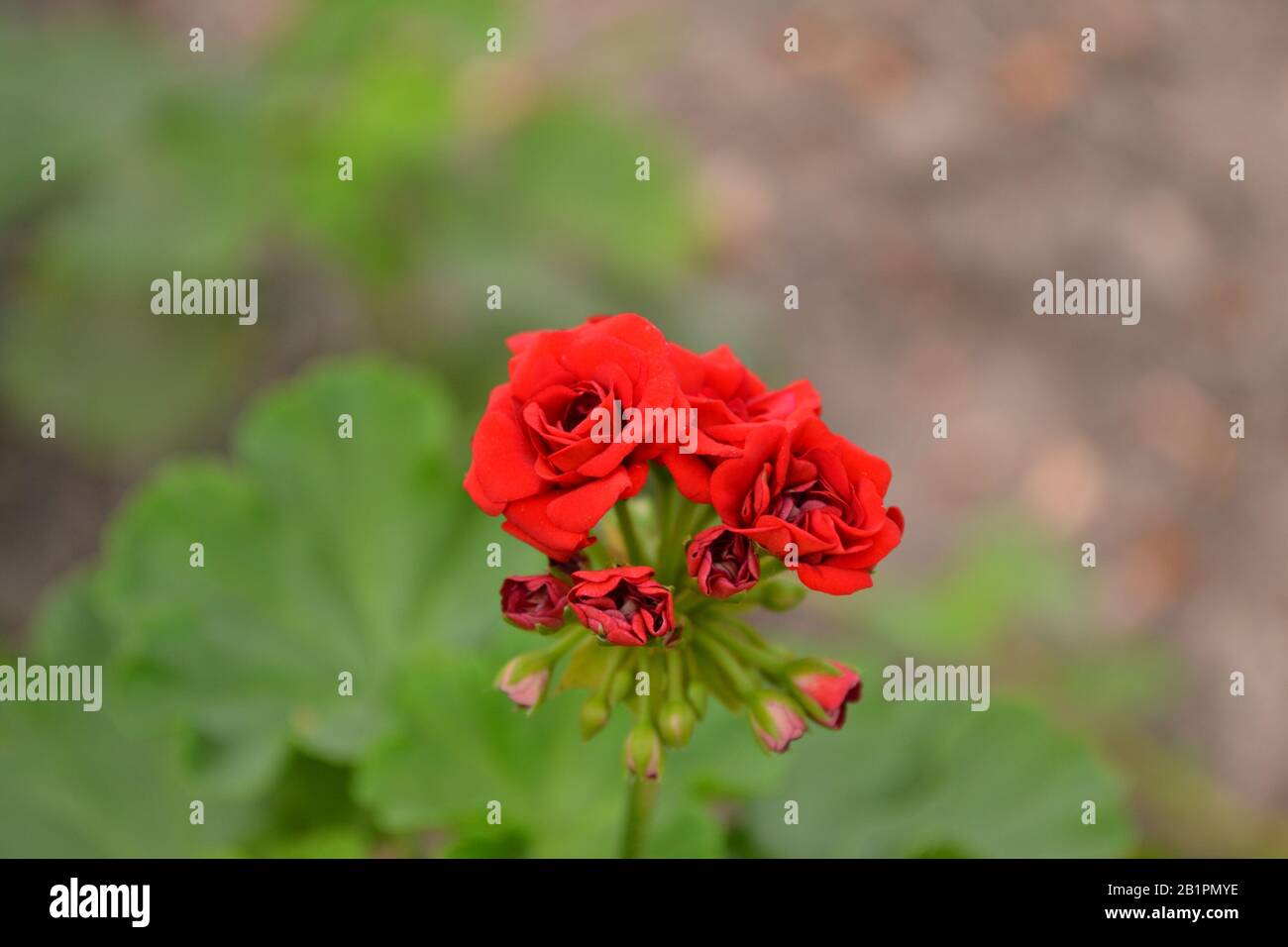 Geranium red. Grade Rosebud Supreme. Pelargonium. Flowerbed. Garden ...