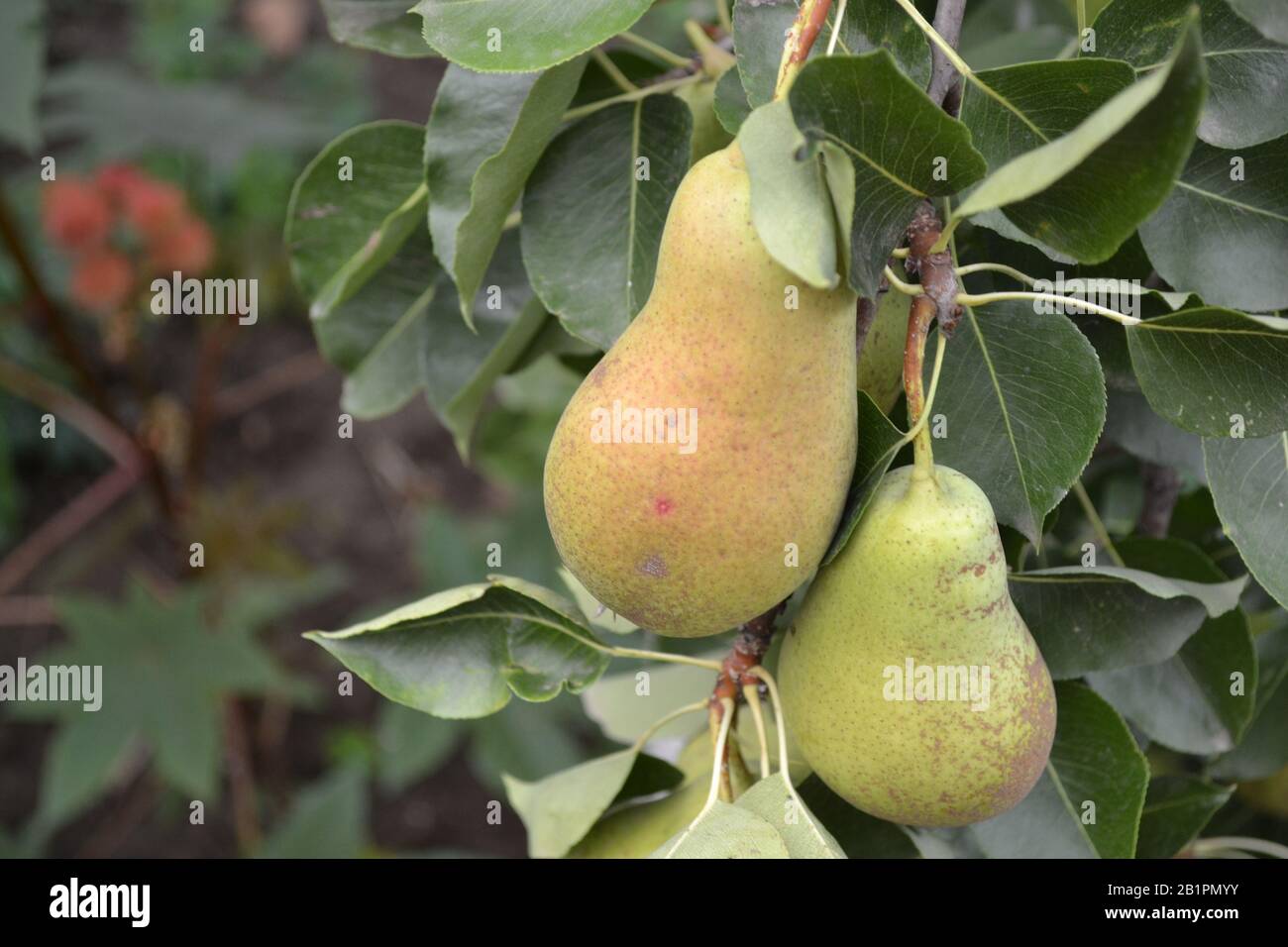 Pyrus communis. Pear. Tree with ripe pear fruit. Green leaves. Summer ...
