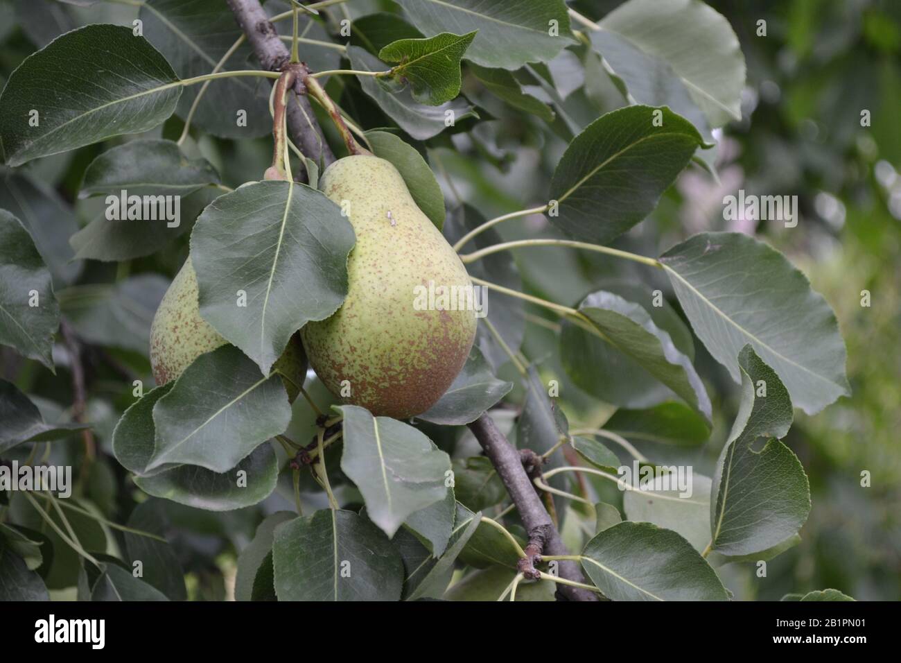 Pear. Pyrus communis. Tree with ripe pear fruit. Horizontal Stock Photo ...