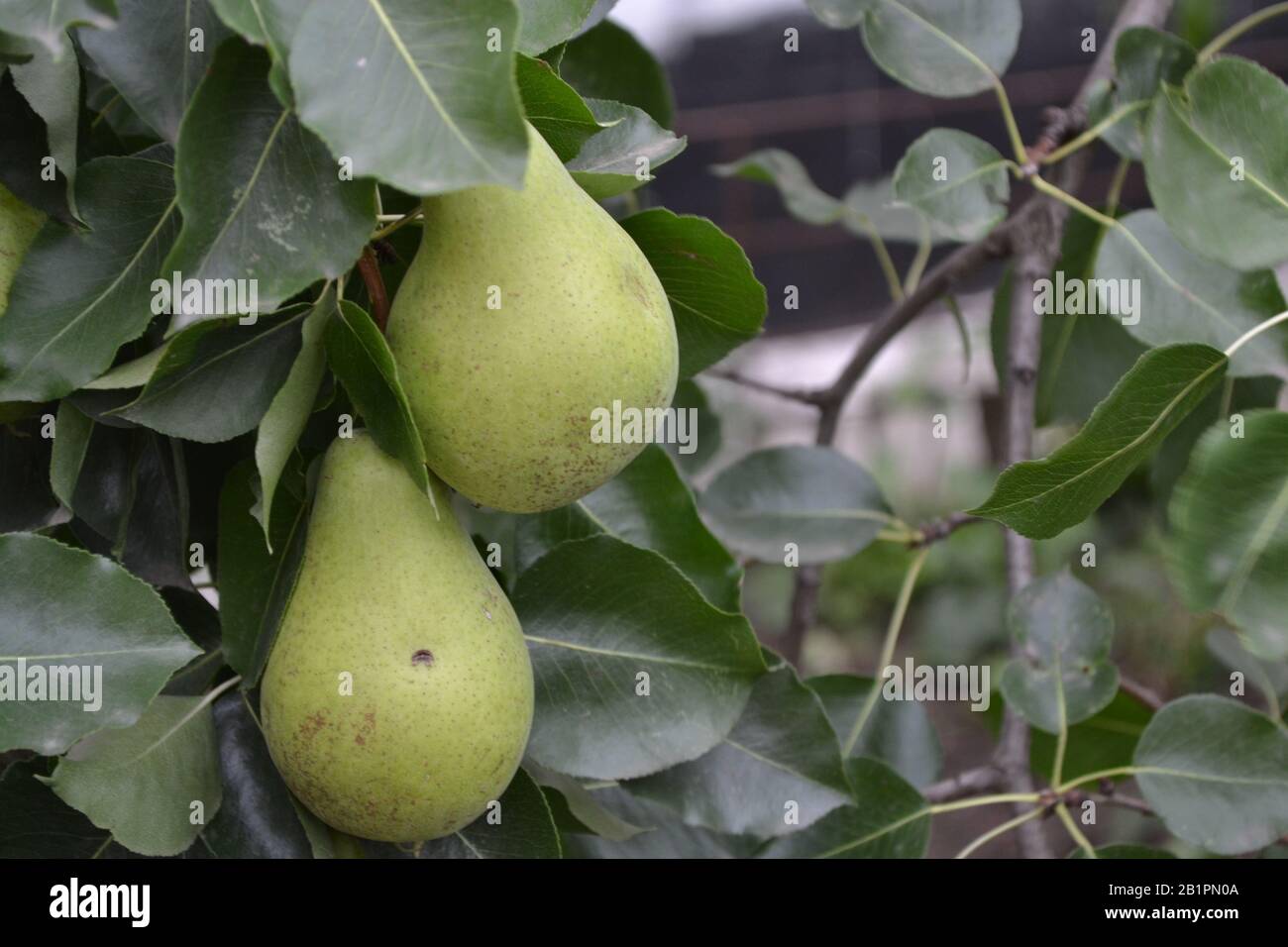 Pear. Pyrus communis. Tree with ripe pear fruit. Green leaves ...