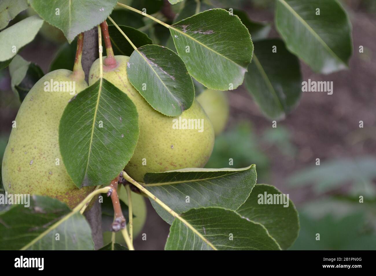 Pear. Pyrus communis. Tree with ripe pear fruit. Green leaves. Summer ...
