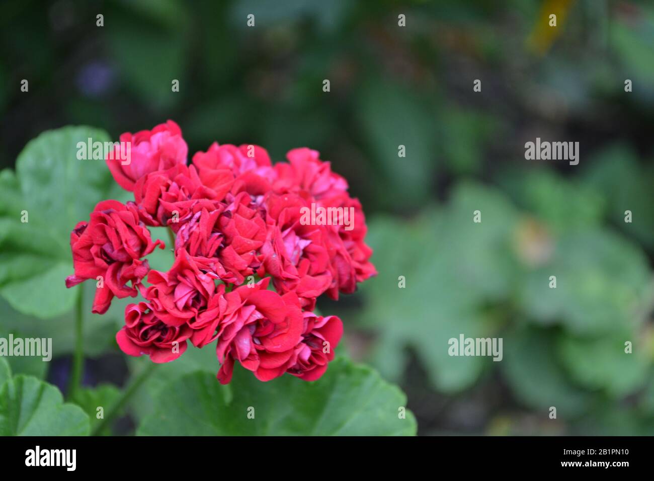 Pelargonium rosebud hi-res stock photography and images - Alamy