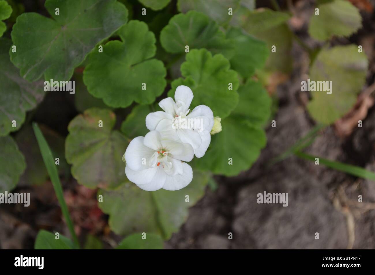 Geranium white. Pelargonium. Flowerbed. Garden plants. Horizontal photo ...