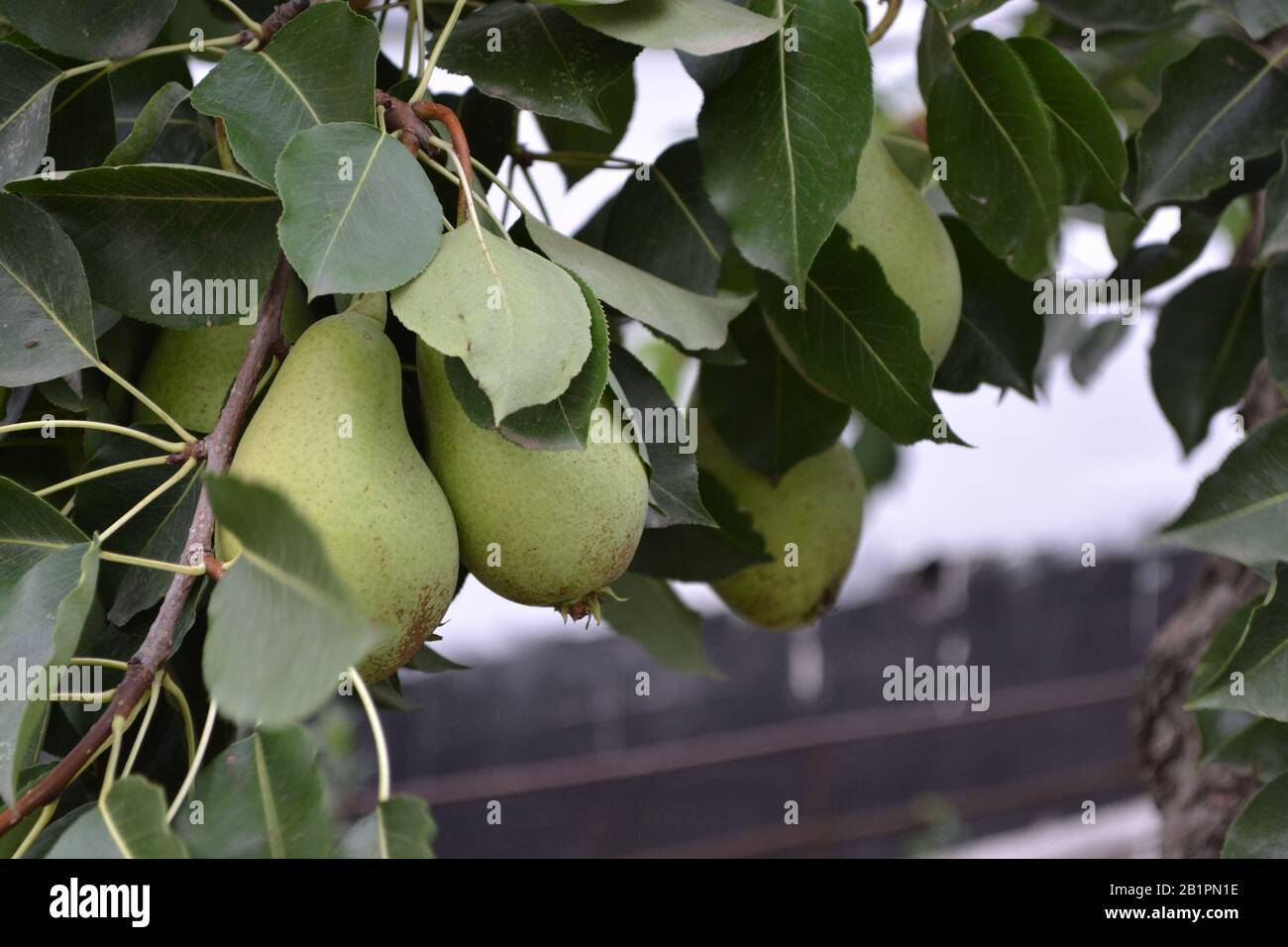 Pear. Pyrus communis. Tree with ripe pear fruit. Green leaves. Horizontal photo Stock Photo - Alamy