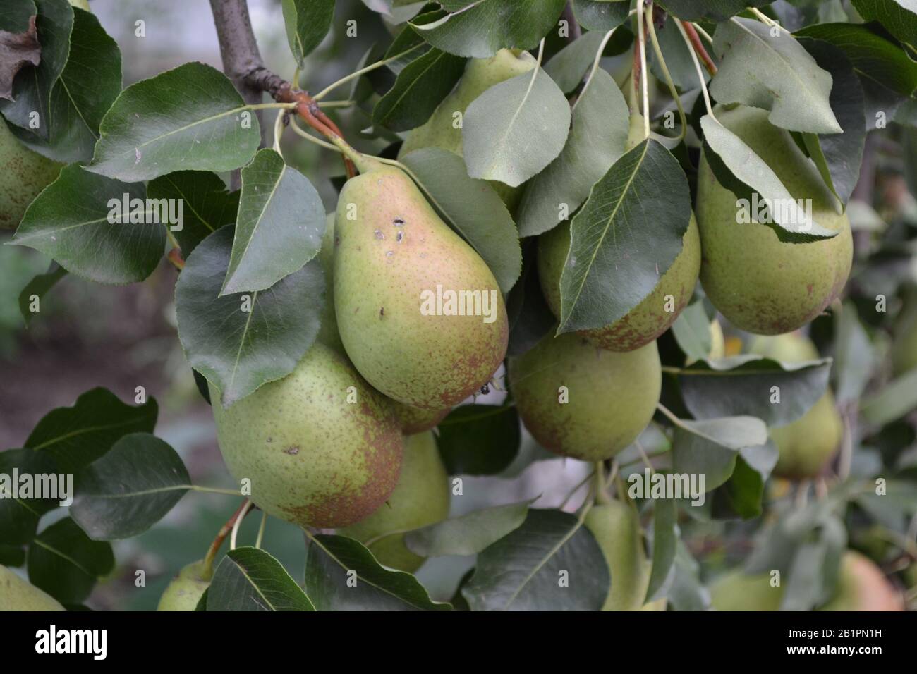 Pear. Pyrus communis. Tree with ripe pear fruit. Green leaves. Summer days. Harvest. Vitamins ...