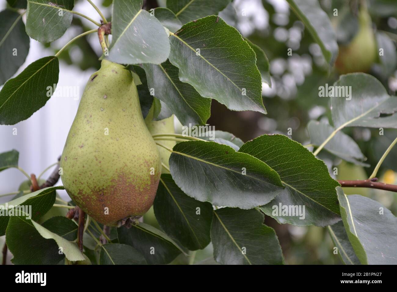 Pear. Pyrus communis. Tree with ripe pear fruit. Green leaves. Summer ...