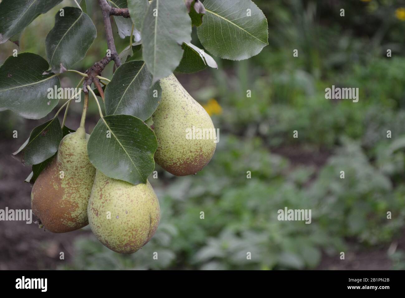 Pear. Pyrus communis. Tree with ripe pear fruit. Horizontal photo Stock ...
