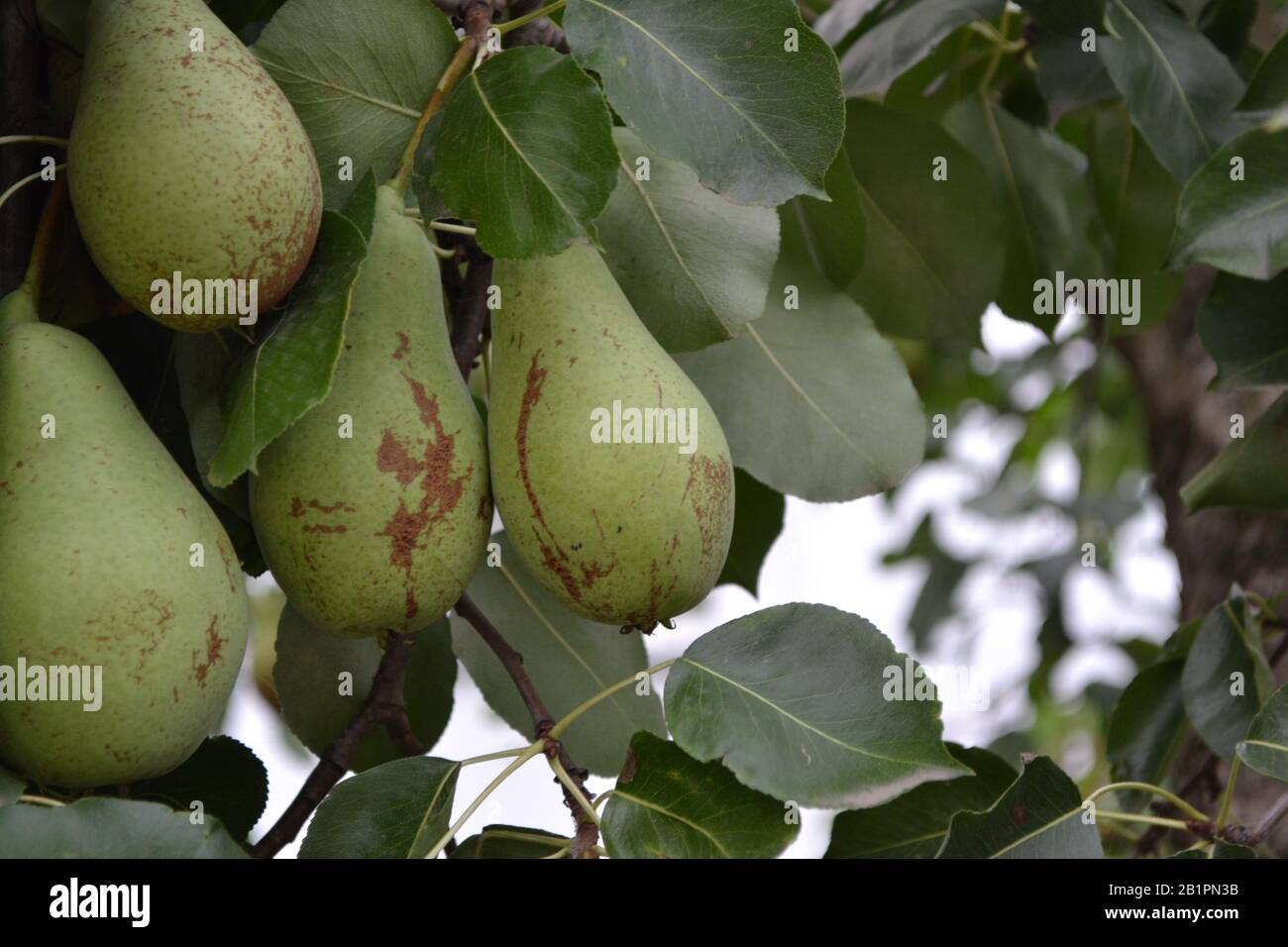 Pyrus communis. Pear. Tree with ripe pear fruit. Green leaves. Summer ...