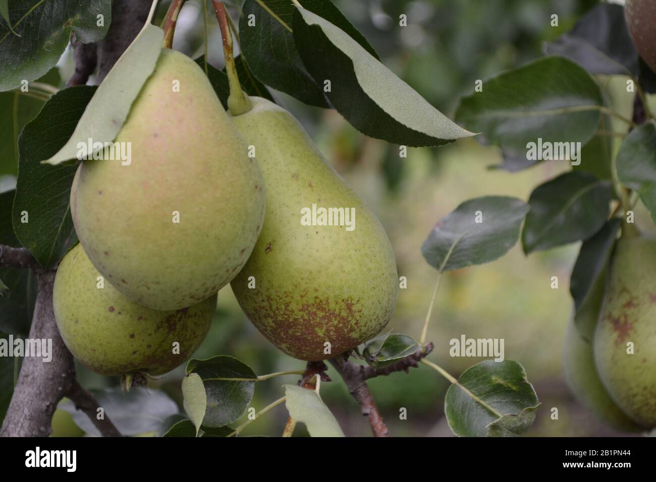Pyrus communis. Pear. Tree with ripe pear fruit. Green. Horizontal ...