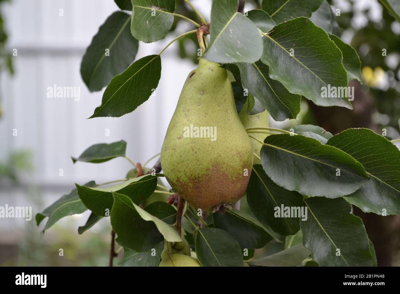 Pyrus communis. Pear. Tree. Horizontal Stock Photo - Alamy