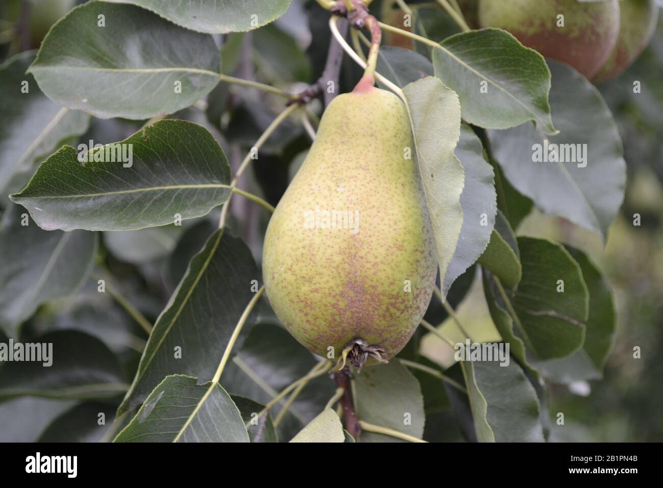 Pyrus communis. Pear. Tree with ripe pear fruit. Green leaves. Summer ...