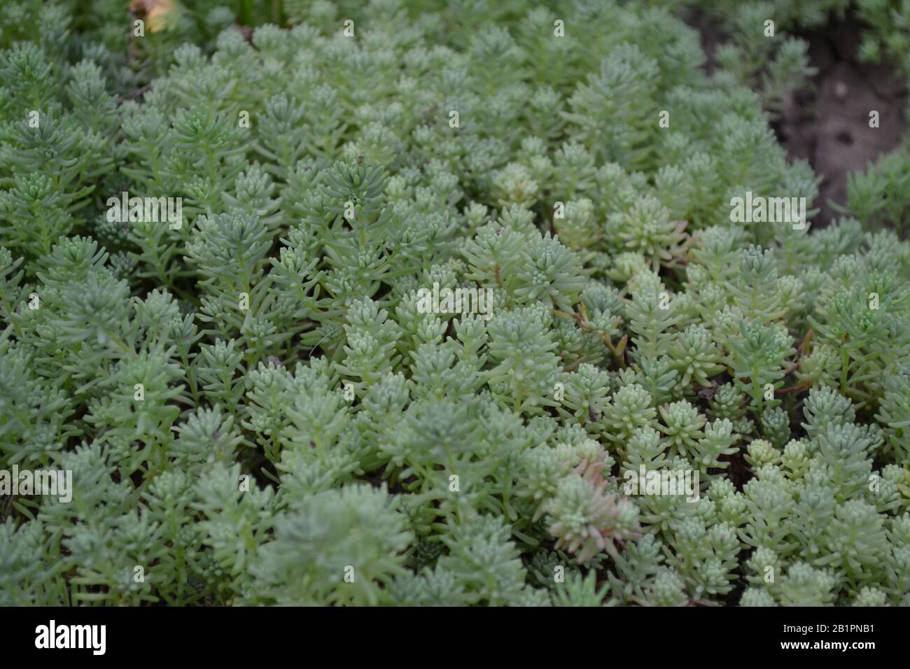 Hare cabbage. Stonecrop. Sedum. Green moss. Decorative grassy carpet ...