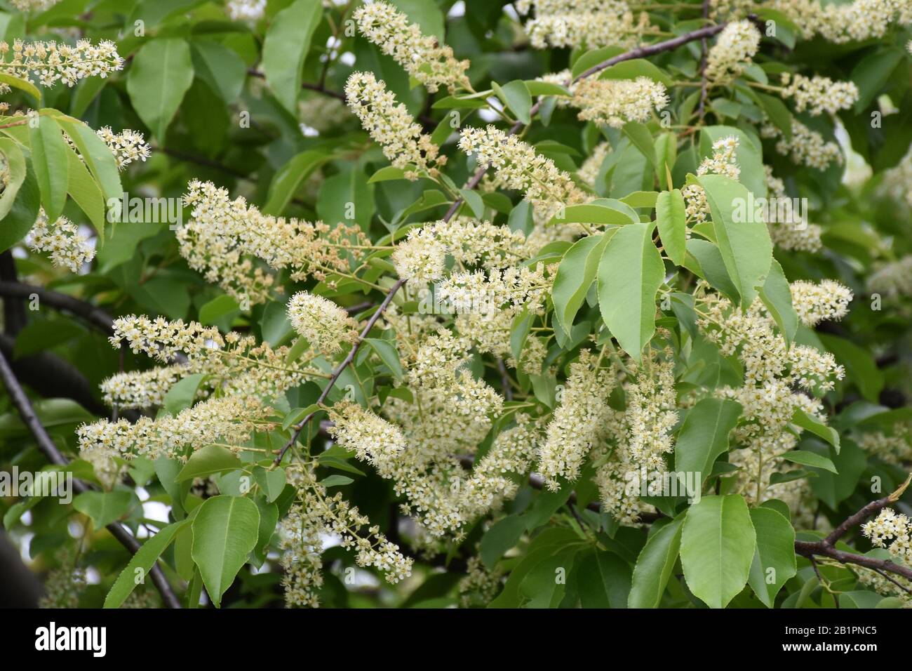 Acacia plant hi-res stock photography and images - Alamy