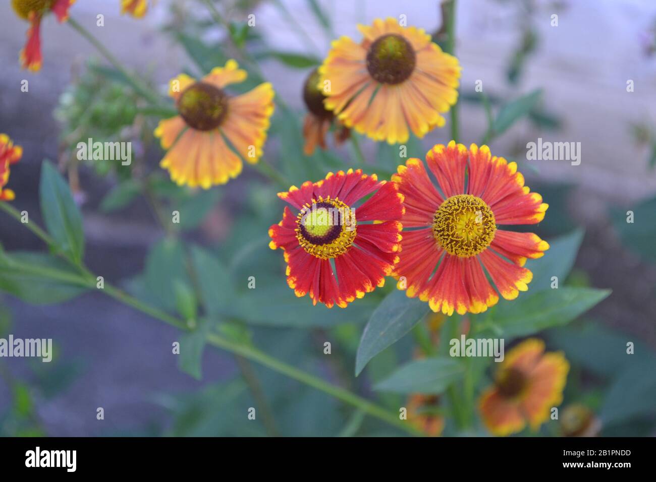 Helenium Konigstiger. Helenium. Helenium autumnale. Bush Helenium ...