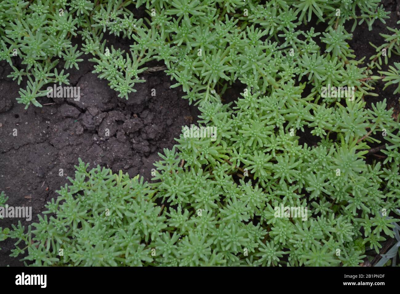 Sedum. Stonecrop. Hare cabbage. Green moss. Decorative grassy carpet ...