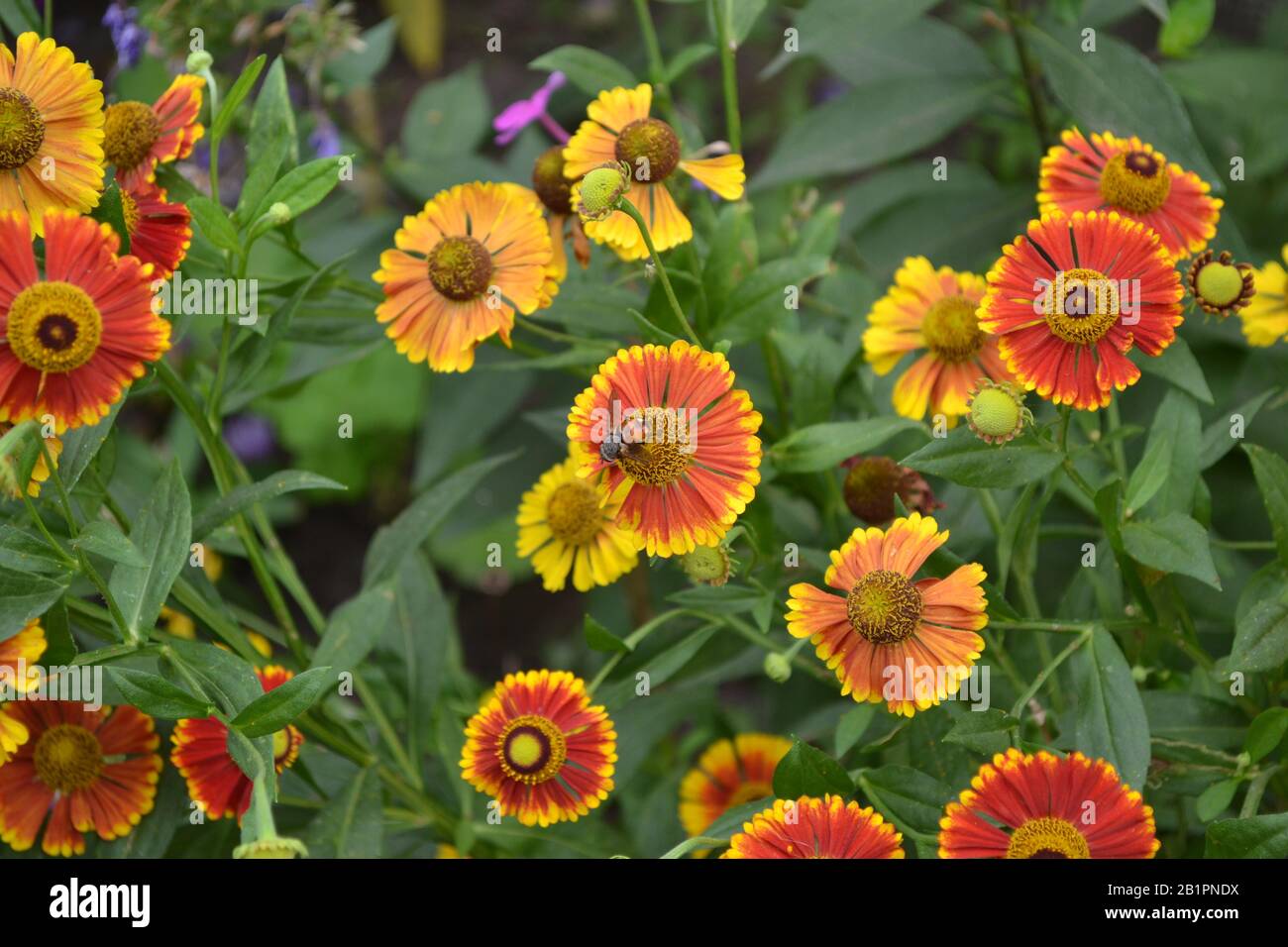 Helenium. Helenium Konigstiger. Helenium autumnale. Bush Helenium ...