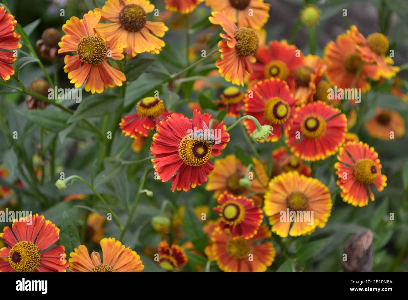 Helenium. Helenium Konigstiger. Helenium autumnale. Bush Helenium ...