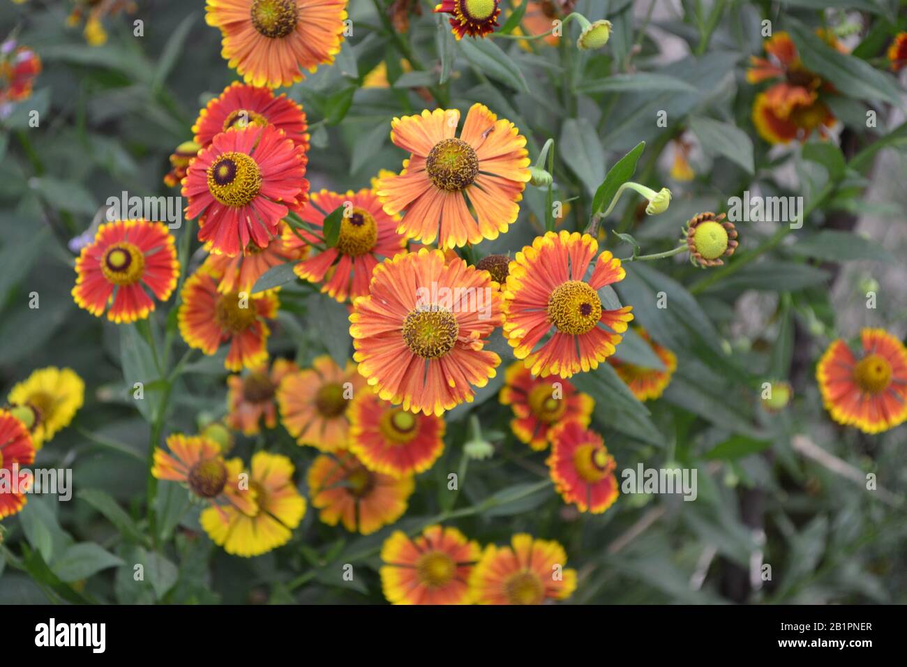 Helenium Konigstiger. Helenium. Helenium autumnale. Bush Helenium ...