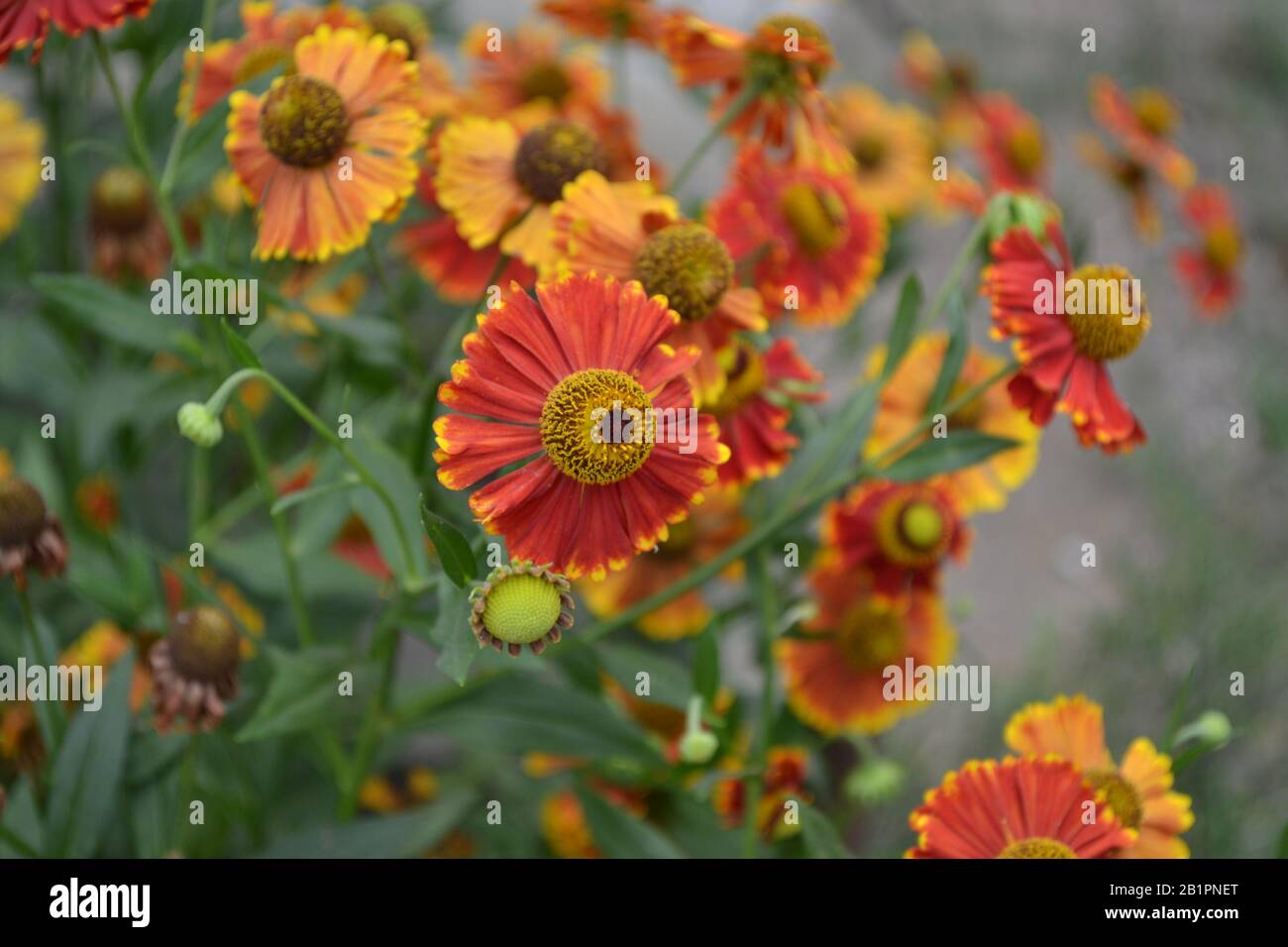 Helenium Konigstiger. Helenium. Helenium autumnale. Bush Helenium ...