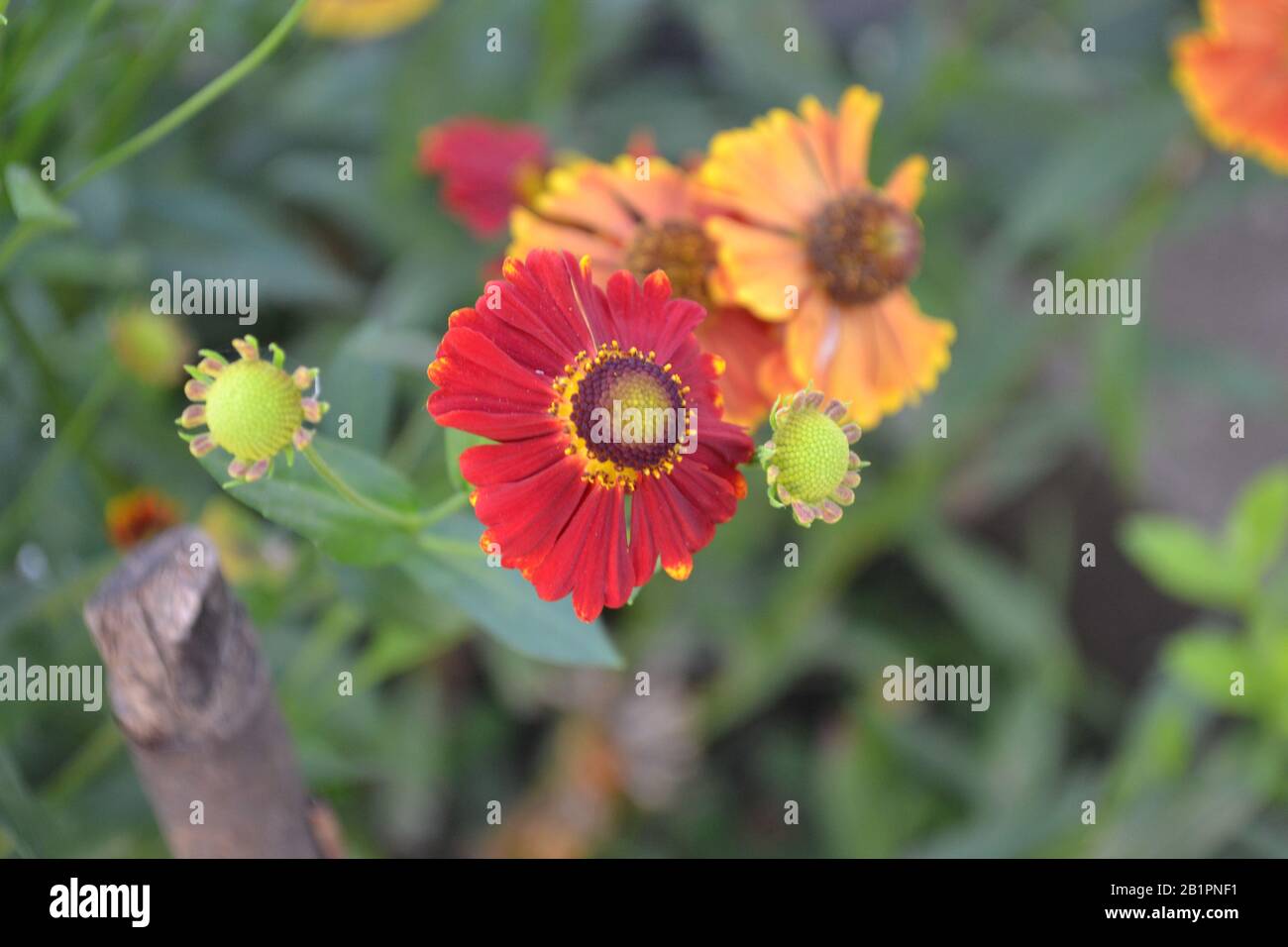 Helenium Konigstiger. Helenium. Helenium autumnale. Bush Helenium ...