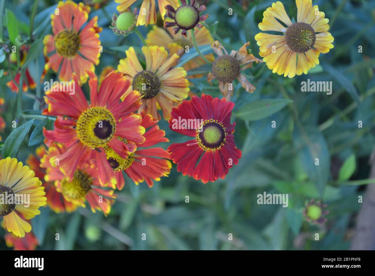 Helenium Konigstiger. Helenium. Helenium autumnale. Bush Helenium ...