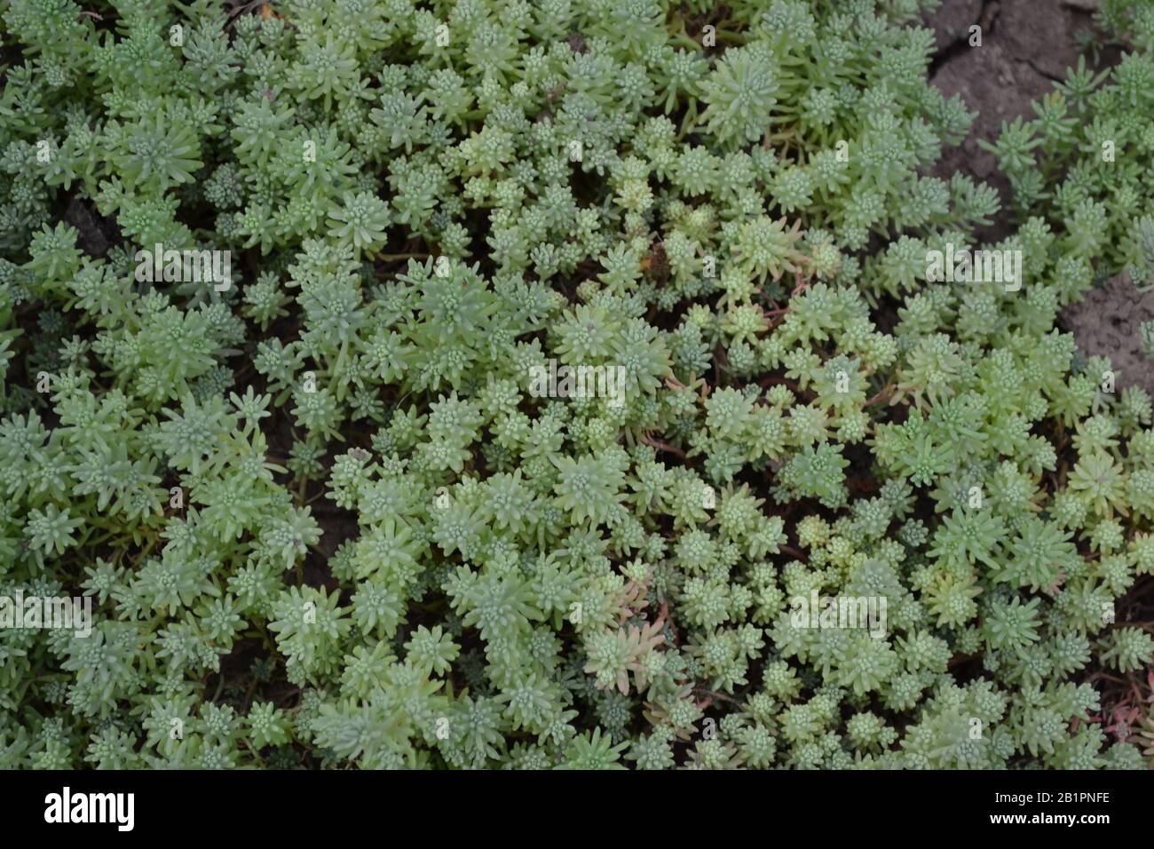 Hare cabbage perennial hi-res stock photography and images - Alamy