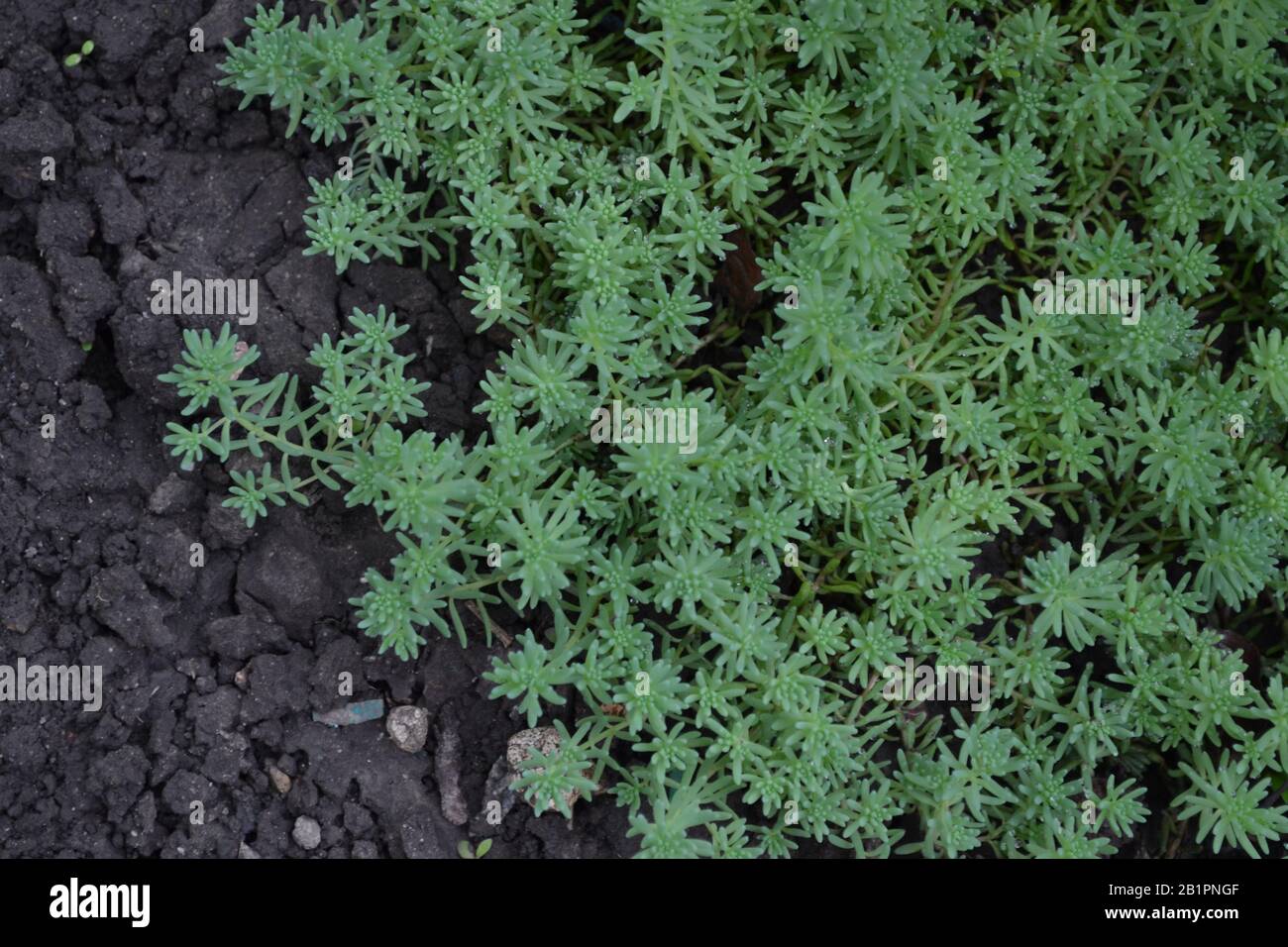 Stonecrop. Hare cabbage. Sedum. Green moss. Decorative grassy carpet ...
