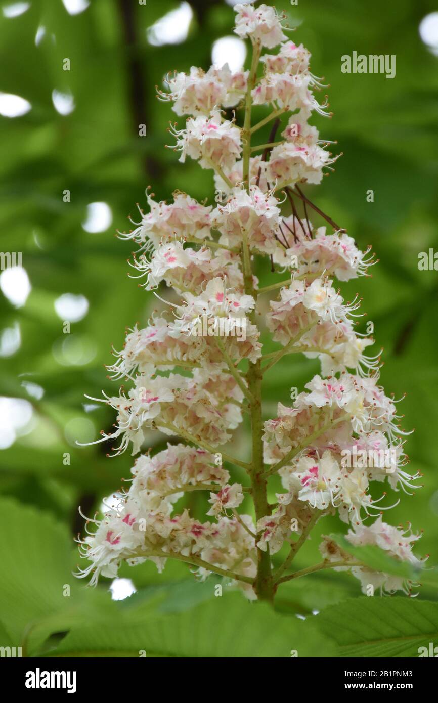 Upright colorful acacia flower with tiny petals Stock Photo - Alamy