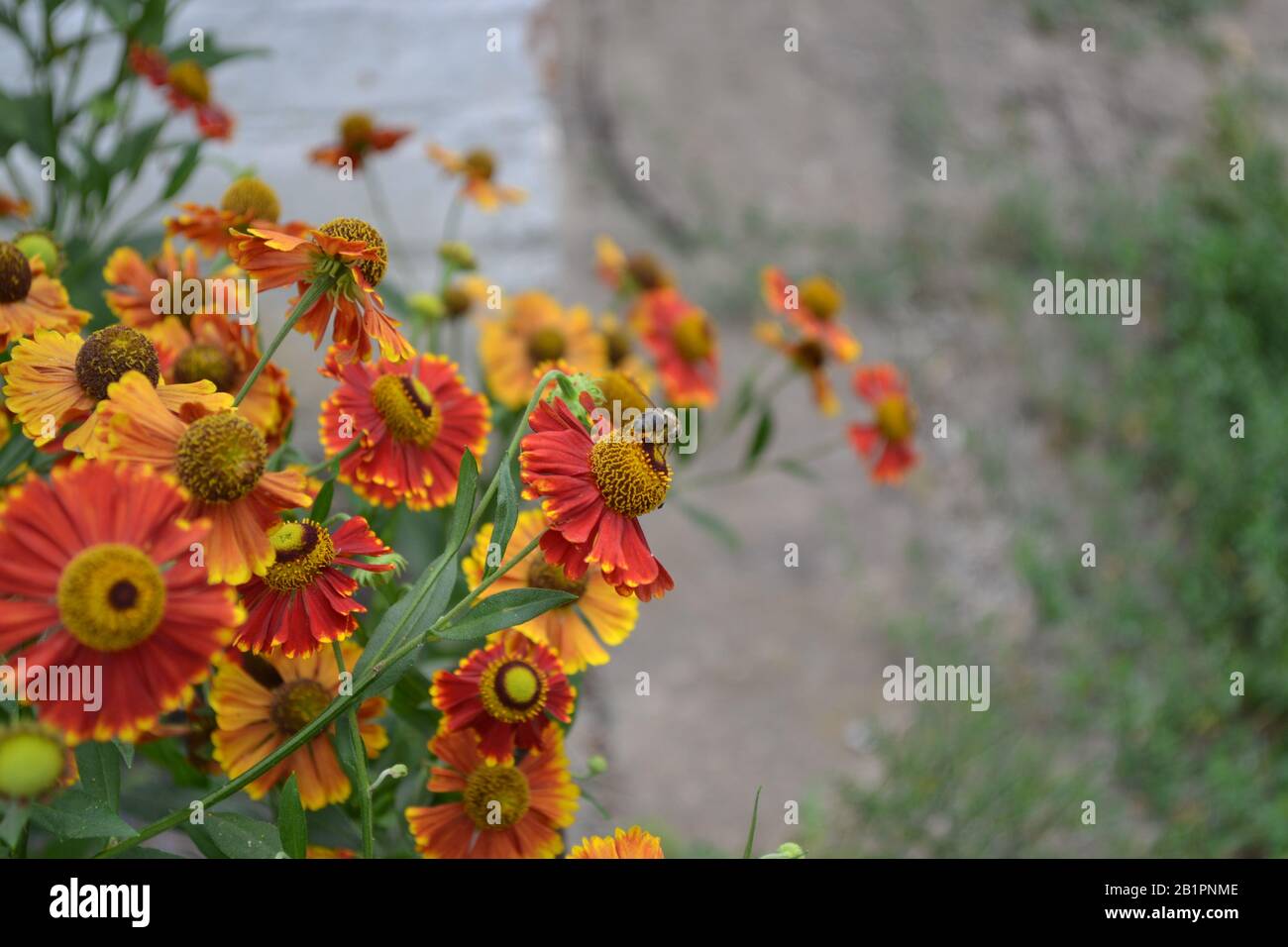 Helenium. Helenium Konigstiger. Helenium autumnale. Bush Helenium ...