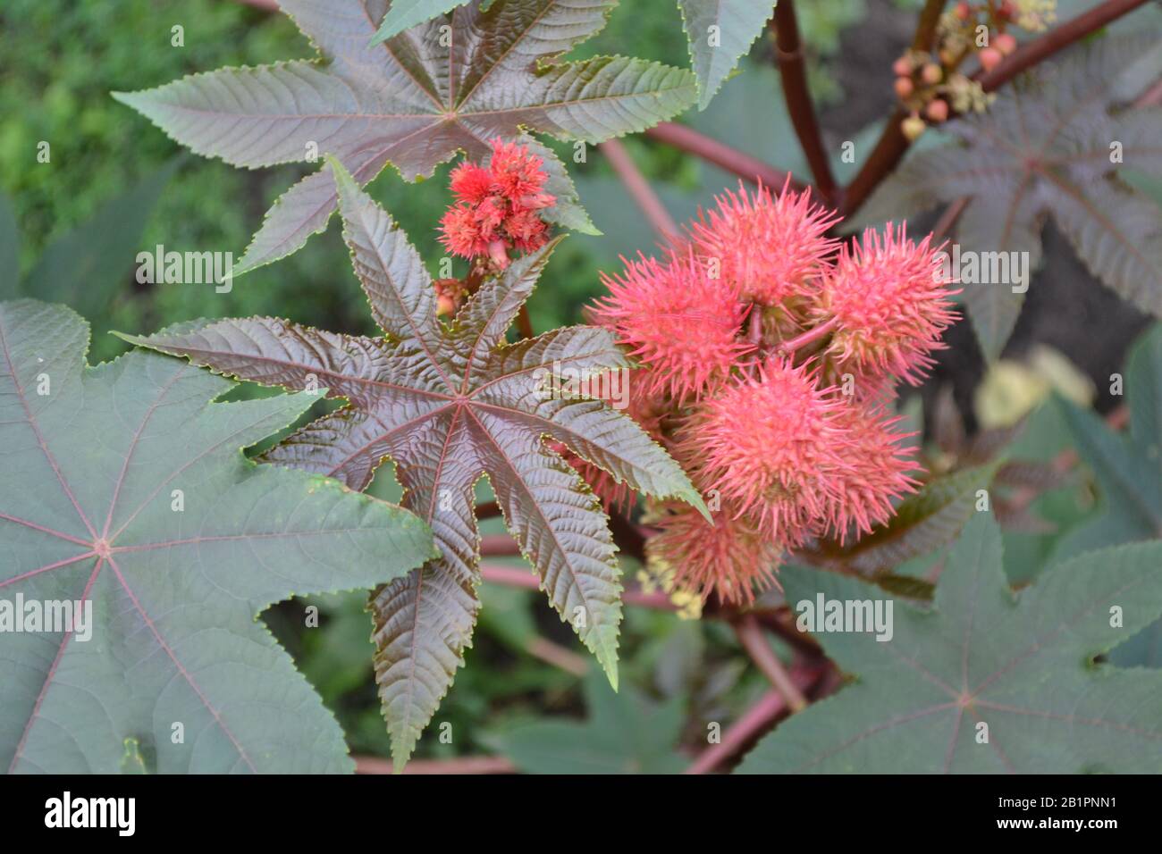 Castor. Ricinus. Ricinus arborescens. Decorative plant. Garden plant ...