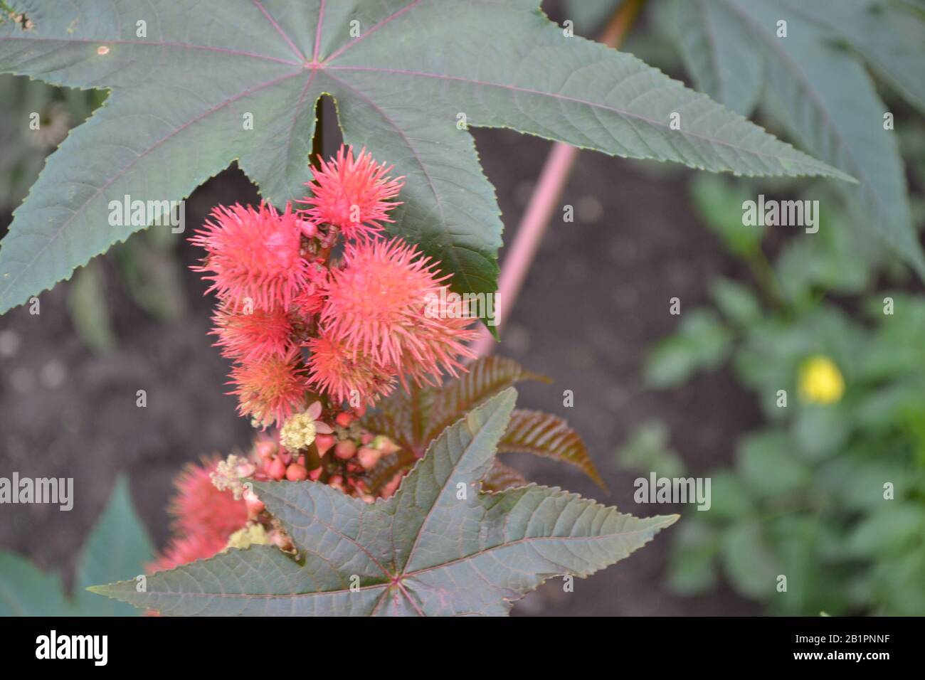 Castor. Ricinus. Ricinus arborescens. Decorative plant. Garden plant ...
