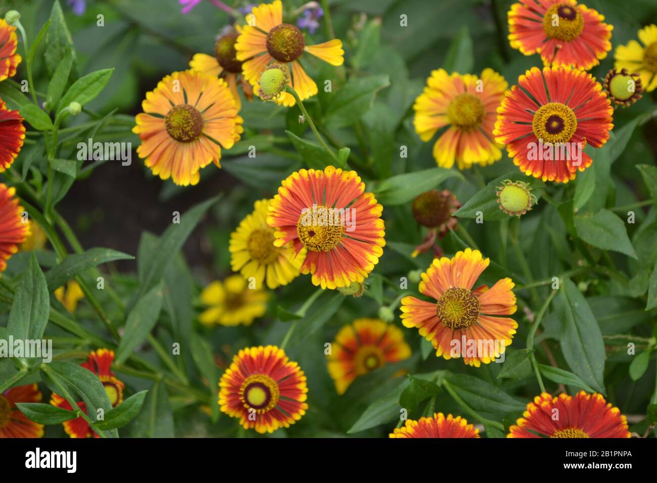 Helenium. Helenium Konigstiger. Helenium autumnale. Bush Helenium ...
