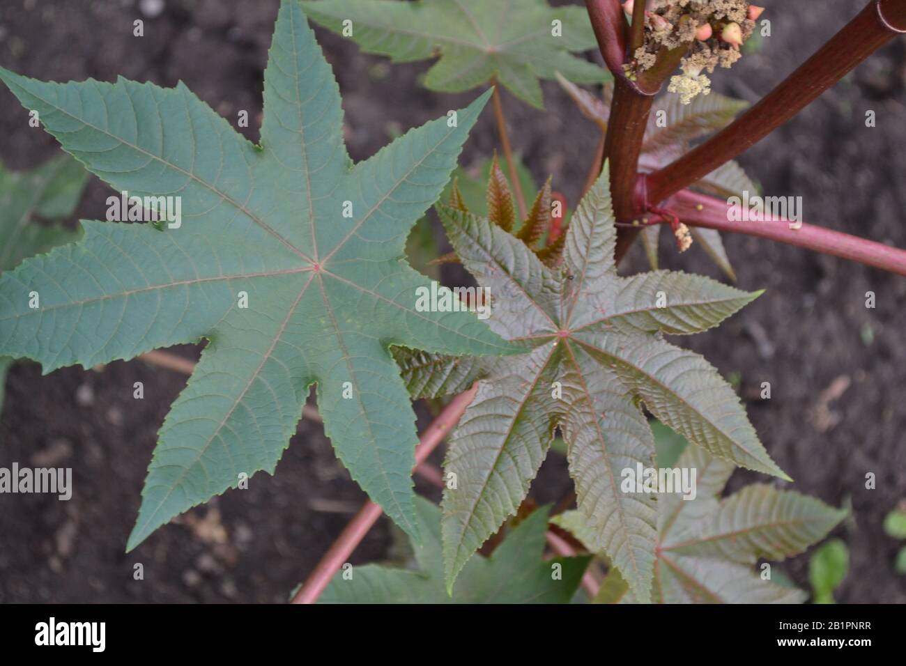 Castorbean ricinus communis hi-res stock photography and images - Alamy