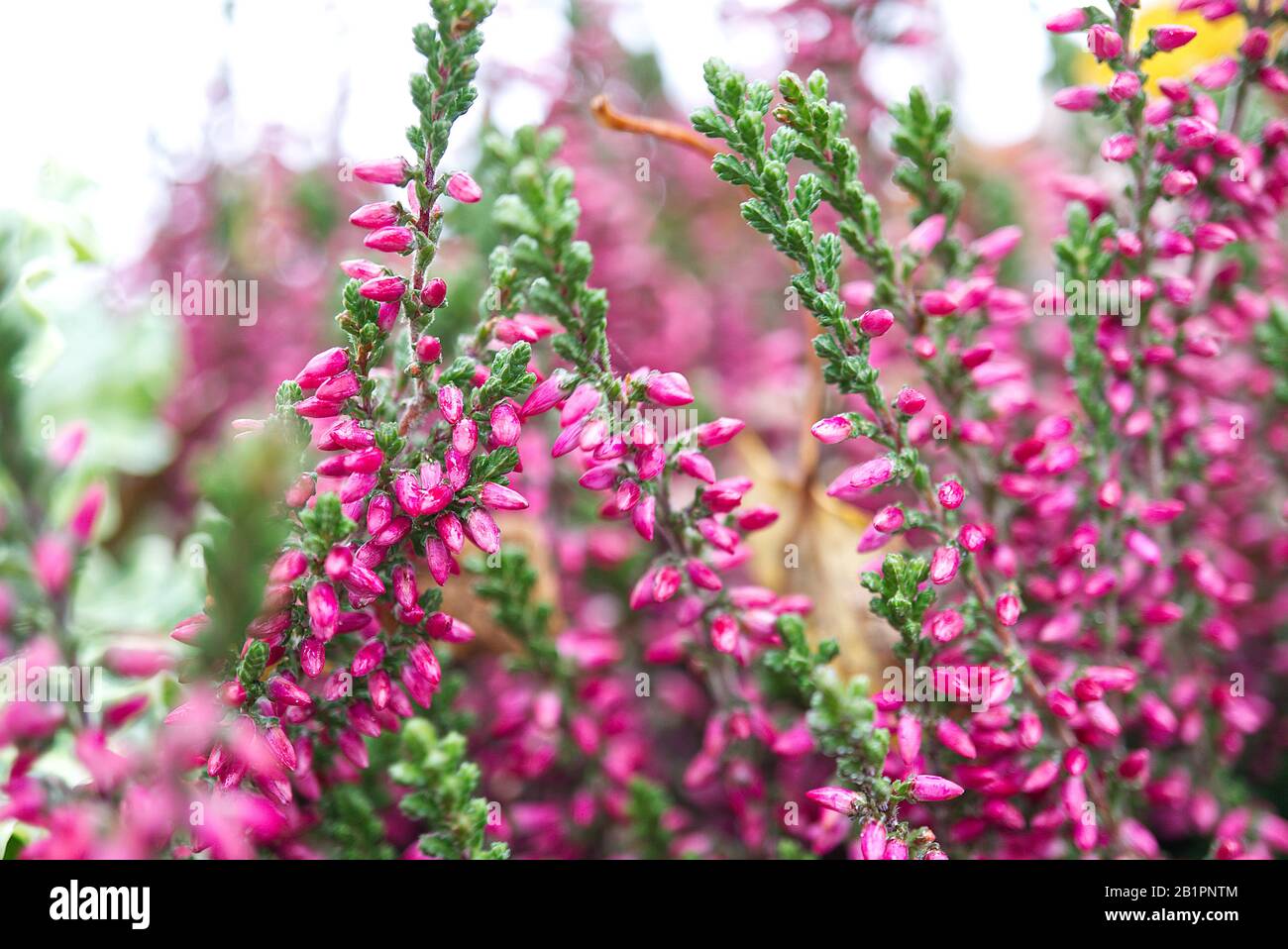 beautiful deep pink flowers of heather - calluna vulgaris, close-up ...
