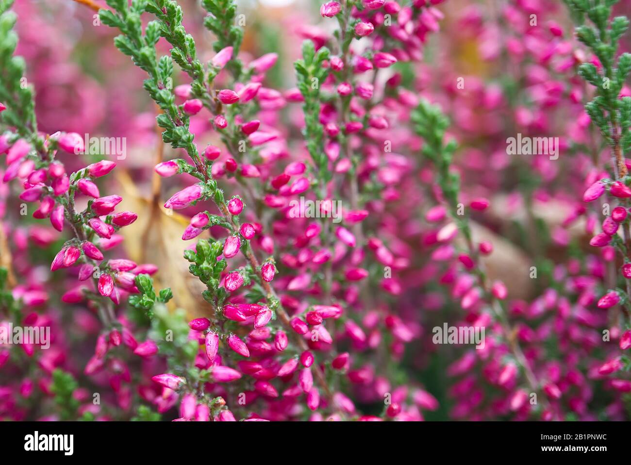 beautiful deep pink flowers of heather - calluna vulgaris, close-up ...