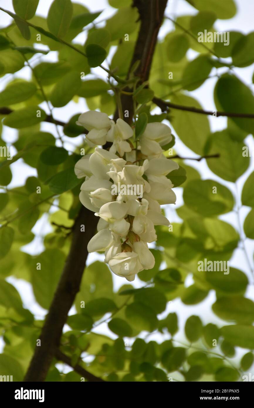 Acacia flower hi-res stock photography and images - Alamy