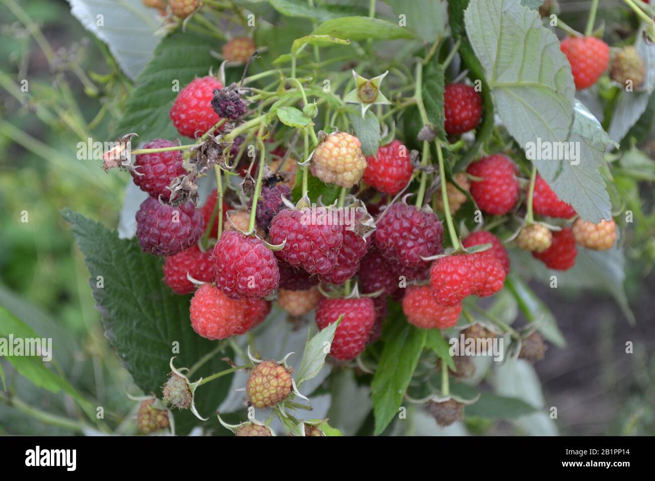 Raspberries Rubus Idaeus Raspberry Berries Delicious Useful