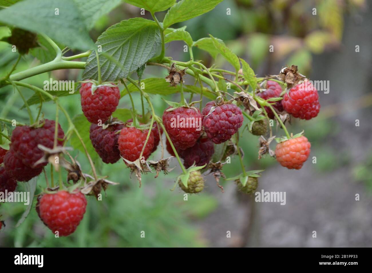 Raspberries. Rubus idaeus. Raspberry berries. Delicious. Useful ...