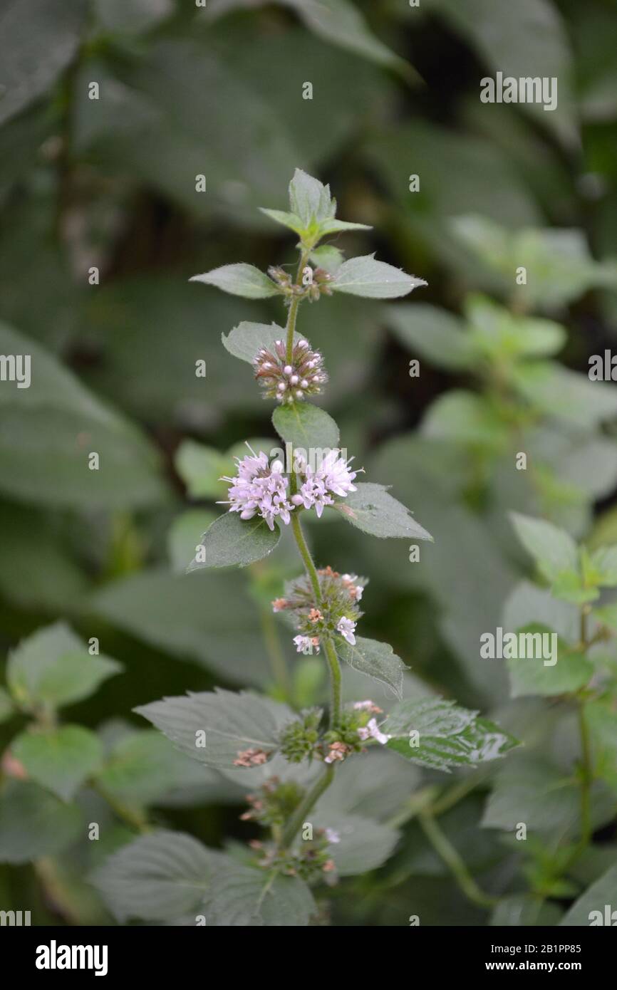 Mint. Mentha. Bushes mint. Green leaves. Fresh mint. Tea. Vertical ...