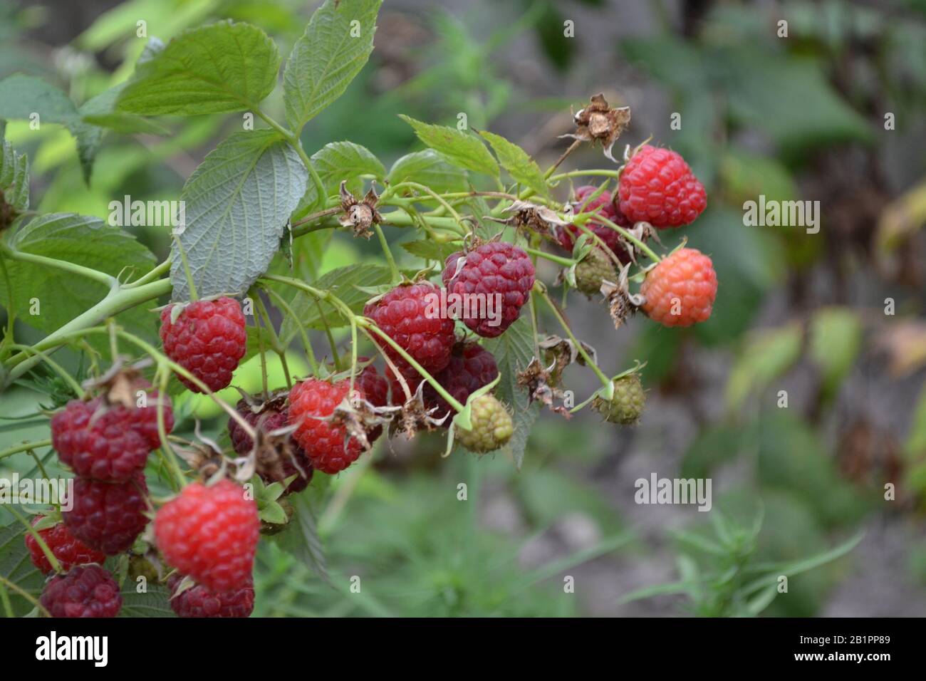 Raspberries. Rubus idaeus. Raspberry berries. Delicious. Useful ...