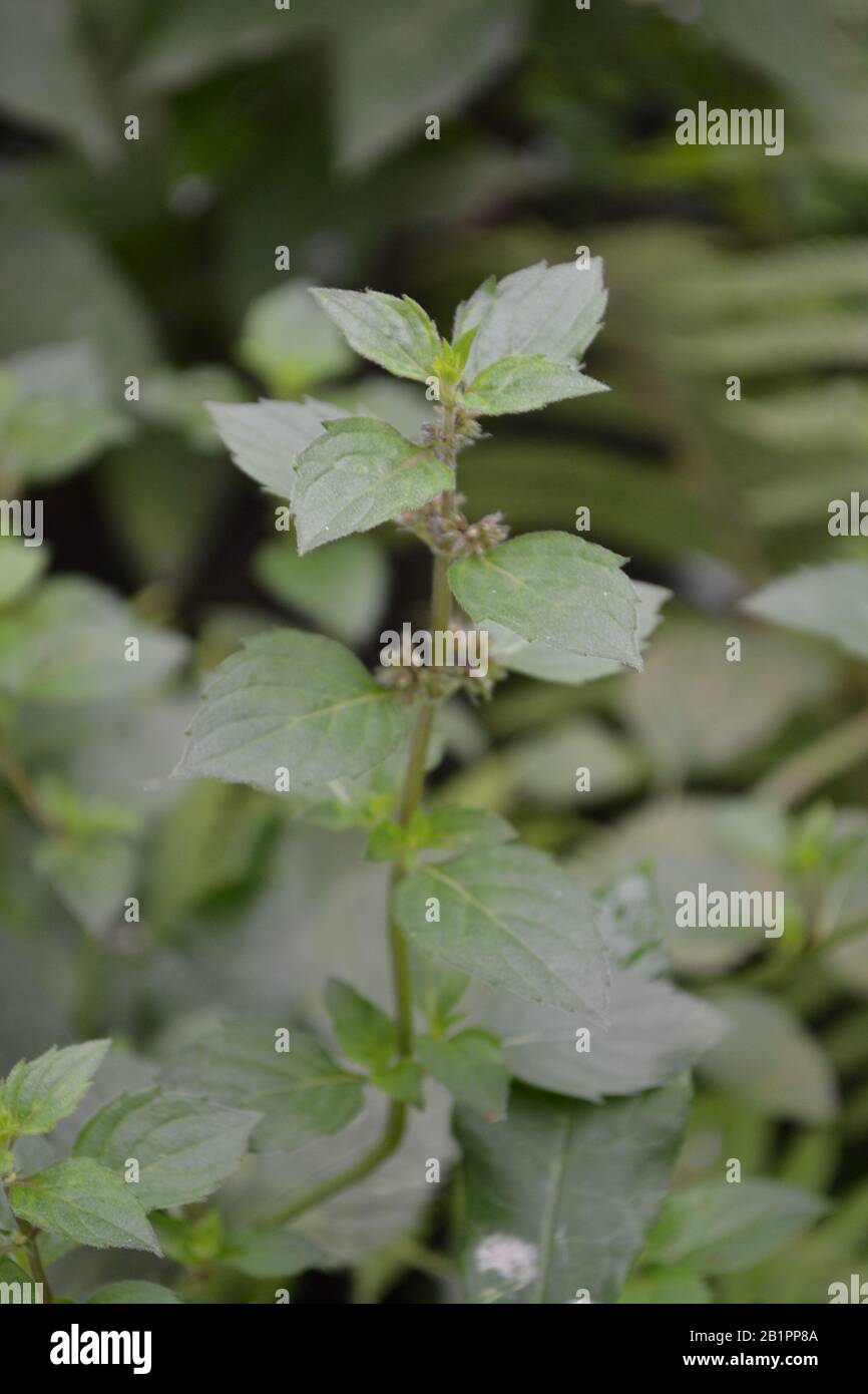 Mint. Mentha. Bushes mint. Green leaves. Fresh mint. Tea. Vertical ...