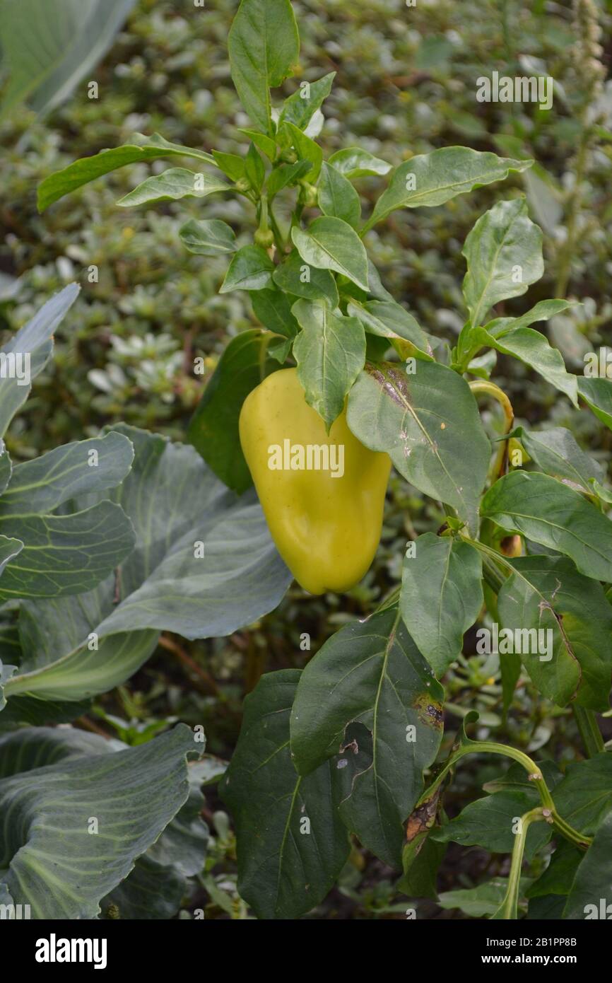 Pepper. Capsicum annuum. Vegetables. Field. Vertical Stock Photo - Alamy