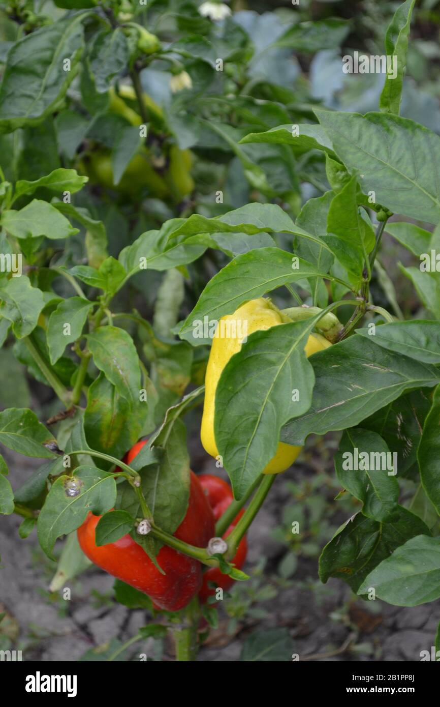 Pepper. Capsicum annuum. Vegetables. Farm, field. Vertical photo Stock ...